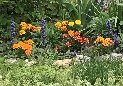 Earth Day Outdoor Beautification at SFS - Sinai Free Synagogue